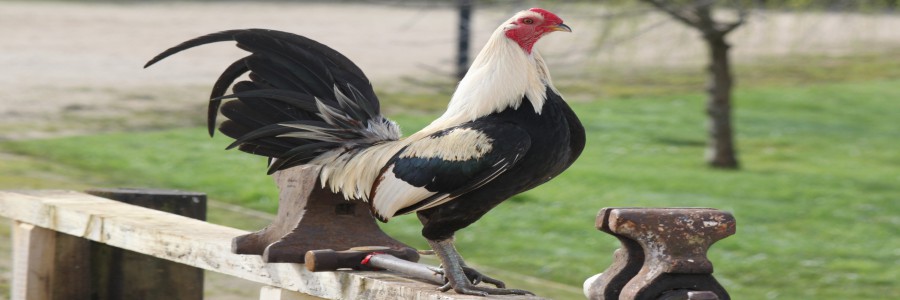 TOE PUNCH MARKINGS CHART :: North Western Poultry Society